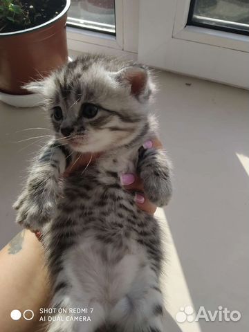 Шотландские котята