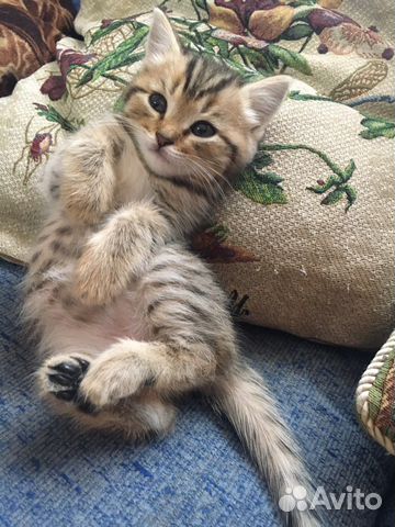 Котята в добрые руки шотландец