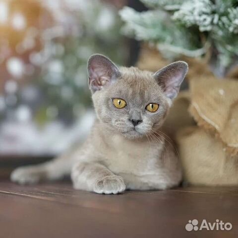 Бурманская кошечка