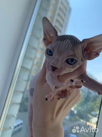 Канадский сфинкс