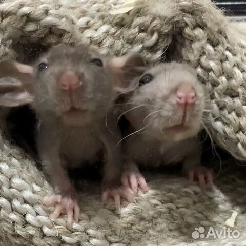 Крысята с клеткой