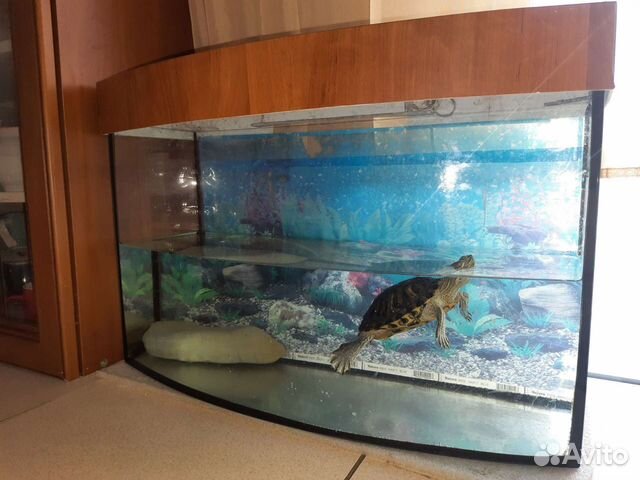 Красноухая черепаха с аквариумом