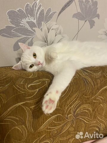 Кошка
