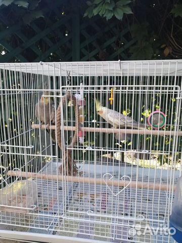 Попугай корелла. Мальчик и девочка