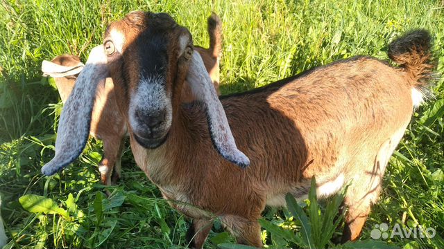 Нубийские козочки от высокоудойной козы