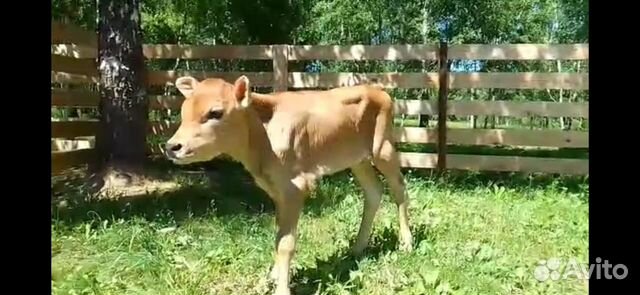 Чистопородная телочка джерсейской породы