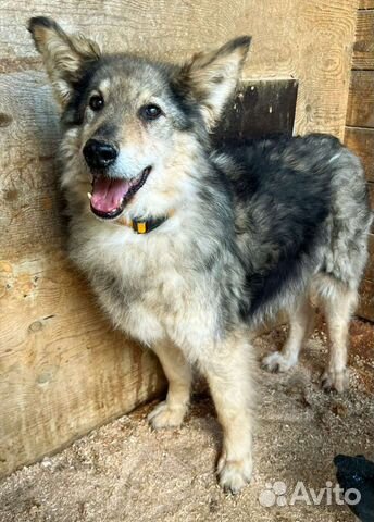 Добрый Волчок не хочет умирать в приюте