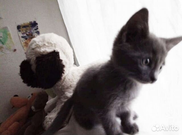 Котёночек в добрые руки