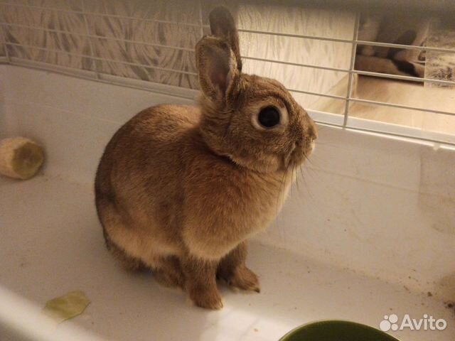 Декоративные кролики мини