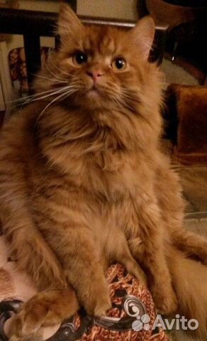 Красный котик ищет семью