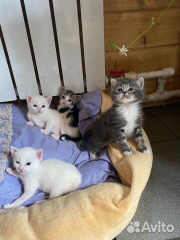 Котята ищут дом. 2 мальчика и 2 девочки