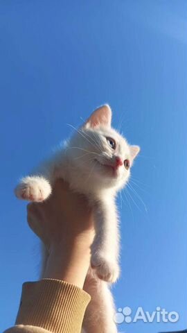 Котенок-милаха, фенотип Као-Мани