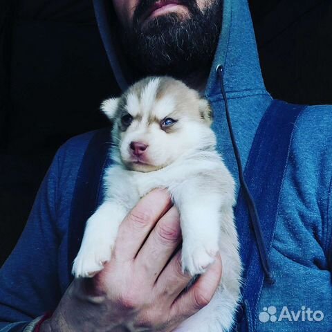 Помски