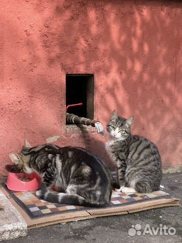 Коты в добрые руки