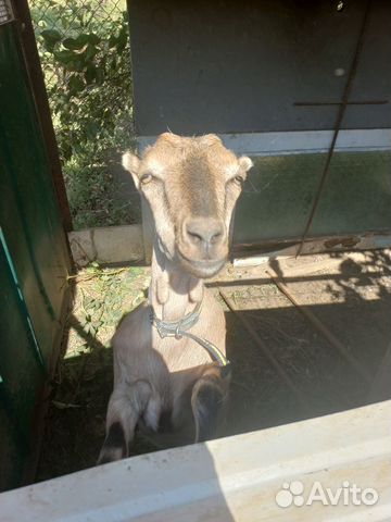 Меняю козочку, 7 месяцев, на барашка/овцу