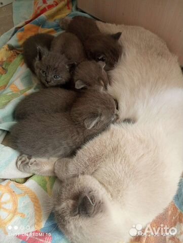 Шотландские вислоухие котята