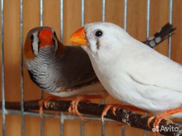Зебровые амадины