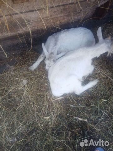 Козлята зааненские