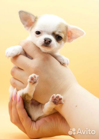Мини-кроха мальчик чихуахуа