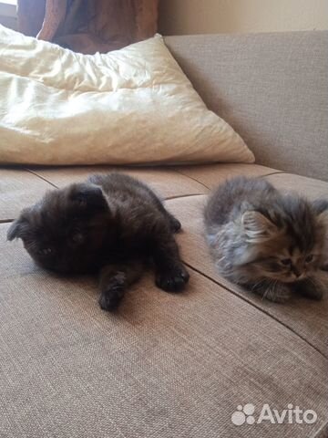 Британские котятки