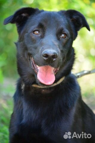 Шикарный пёс ищет дом