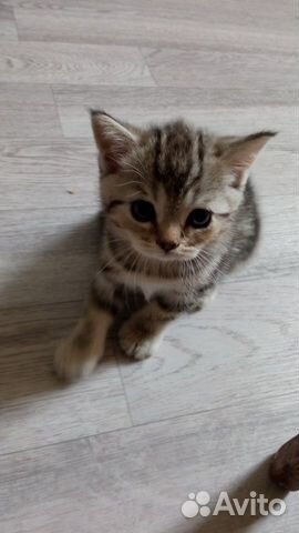 Шотландские прямоухие котята