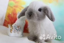 Очаровательные вислоухие крольчата