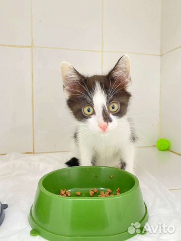 Котик Жульен