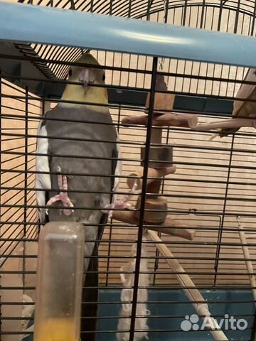 Попугаи корелла с клеткой