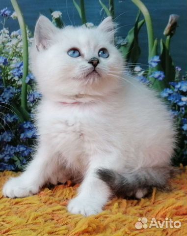 Британская серебристая шиншилла