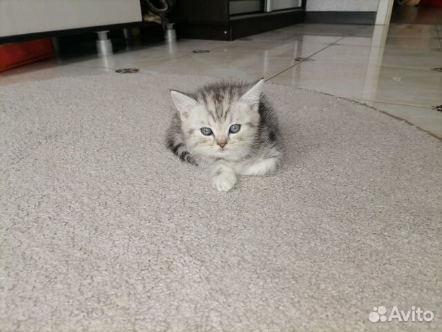 Котята