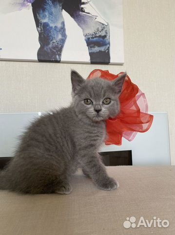 Британский котенок девочка Люся, 2 месяца