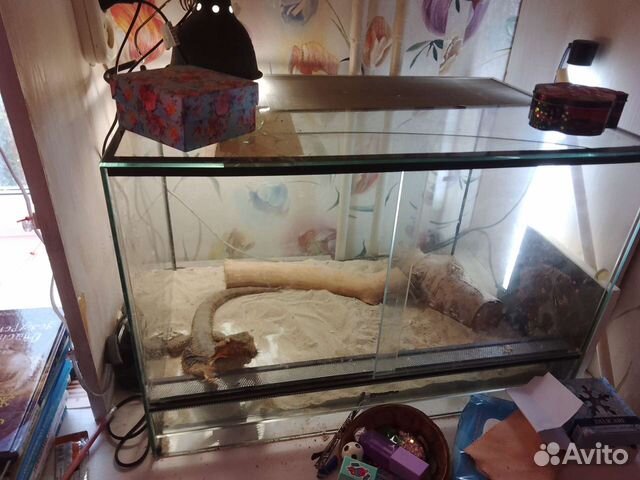 Барадатая агама