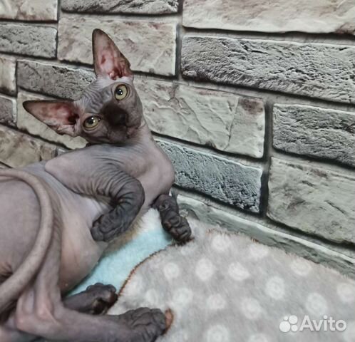 Канадский сфинкс. Девочка припевочка