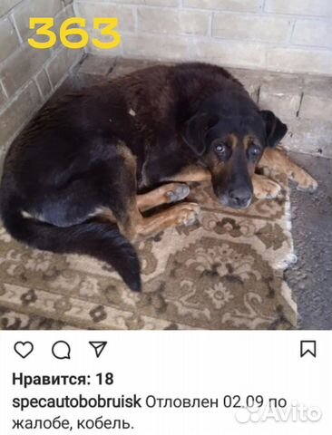 Мальчик попал в отлов, спасите