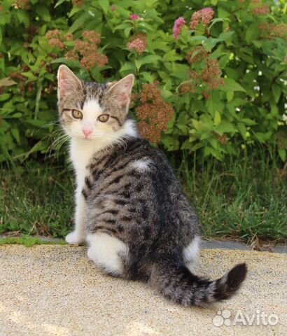 Биколорный котёнок в добрые руки