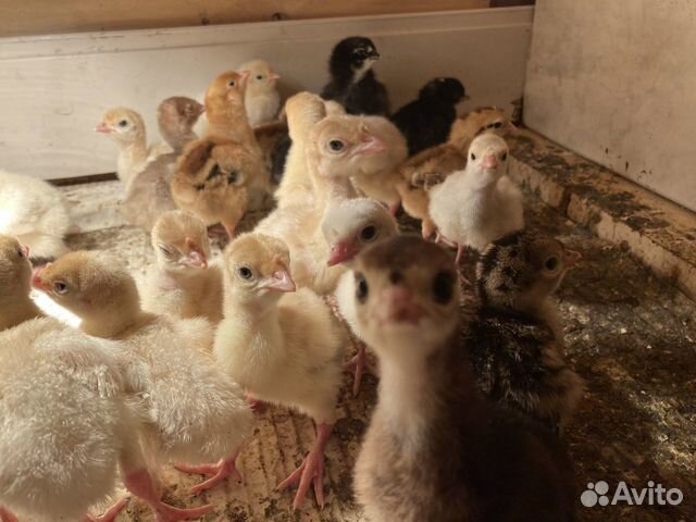 Цыплята, индюшата