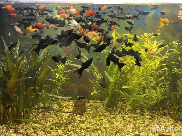 Молли мальки в дар