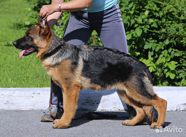 Племенной питомник немецких овчарок