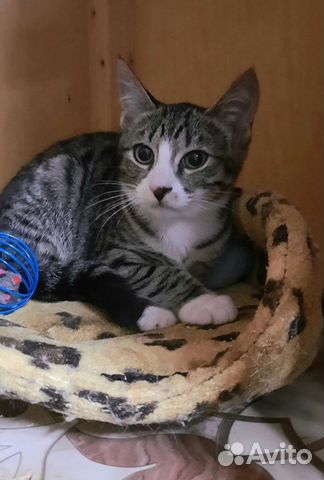 Генри. Умный красивый кот. Бесплатно