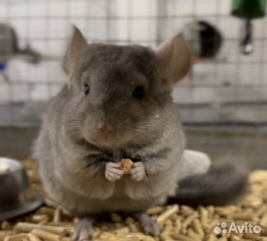 Шиншилла мальчик