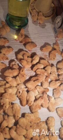 Перепел Техасский утяжеленный