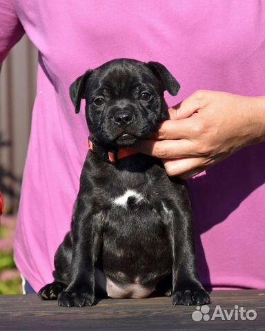 Стаффордширский бультерьер щенки