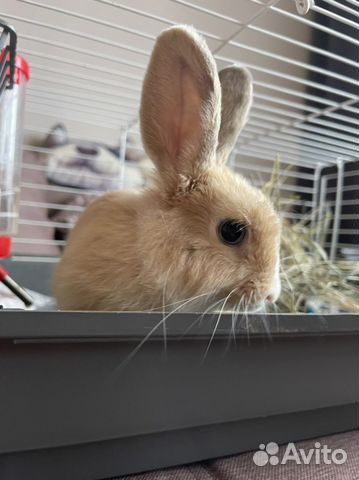 Декоративный кролик домашний мини