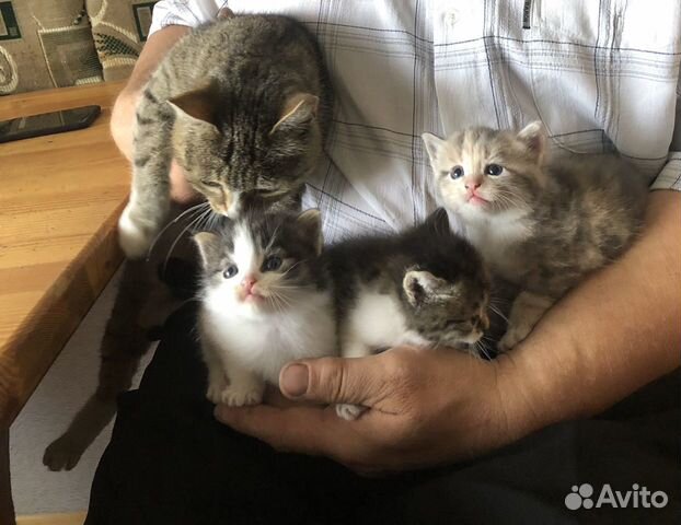 Коотята