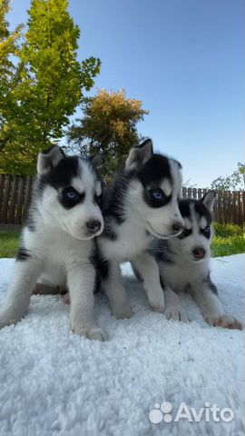 Щенки сибирской хаски