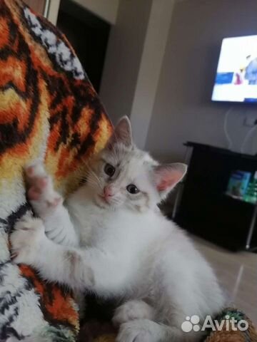 Пристраивается котенок девочка в добрые руки