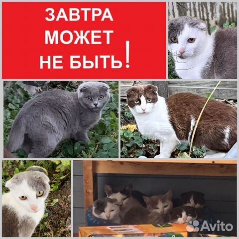 Вислоухий подросток на улице