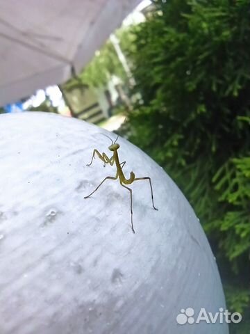 Африканский богомол