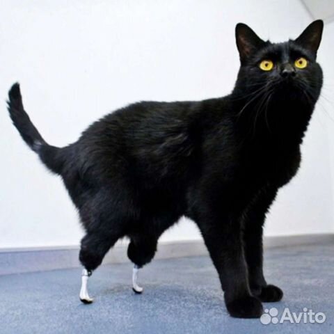 Котята, котики, кошечки инвалиды в добрые руки